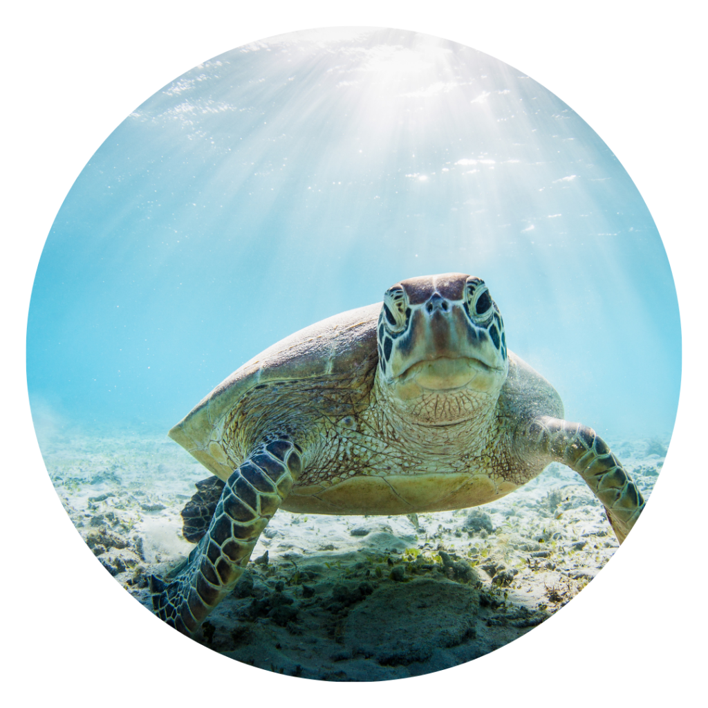 North Carolina Marine Biology Camp for Teens | Sea Turtle Camp