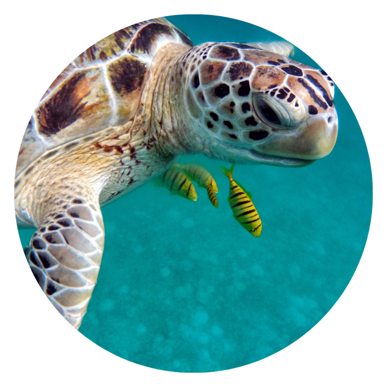 Marine Biology Immersion Camp for Teens - Sea Turtle Camp