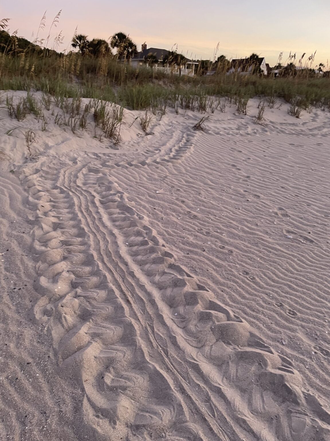Turtle Tracks! - Sea Turtle Camp