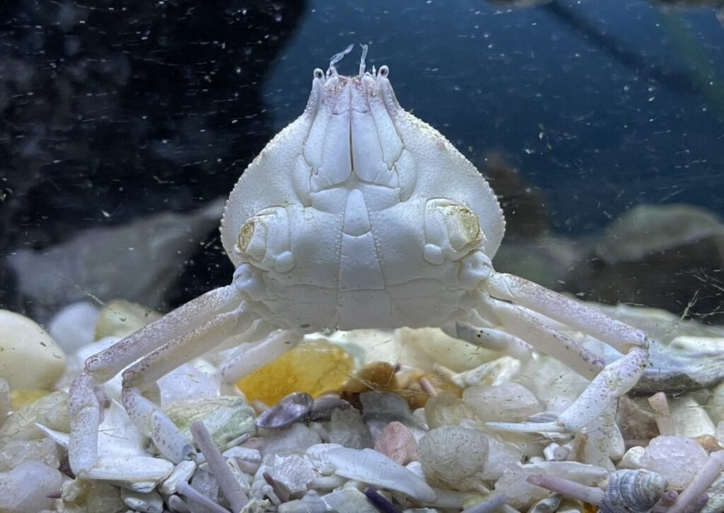 Fast Facts: Crabs - Sea Turtle Camp